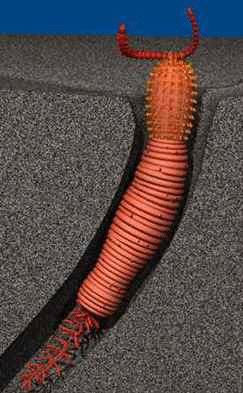 Início | Priapulida