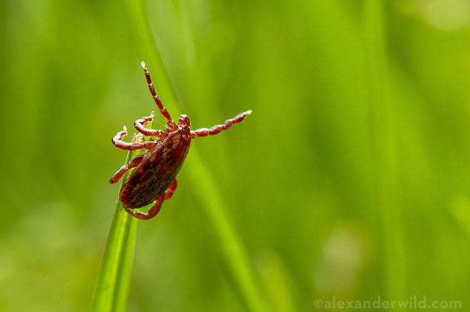 Brisbane Tick Season is Here