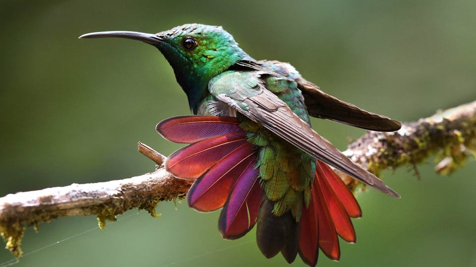 COSTA RICA, Birdwatching, Aves del Bosque Lluvioso | VIAJES COSTA RICA