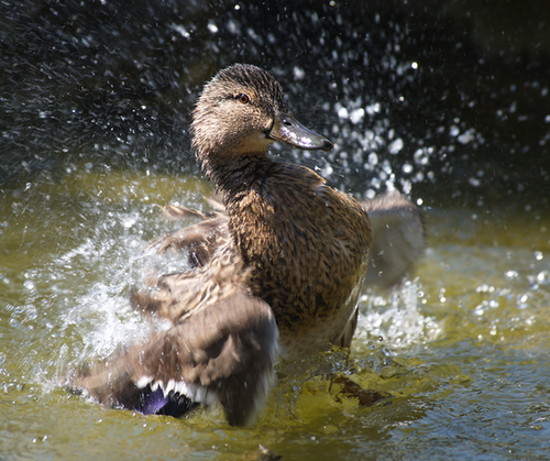 Water Duck | Saba Poultry