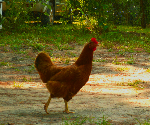 Gallina/ Hard Chicken | Saba Poultry