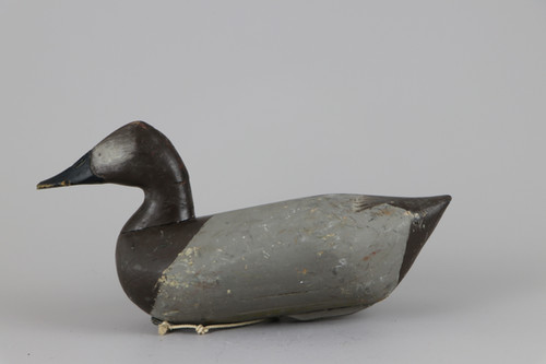 Canvasback Hen Edwin Pearson Havre de Grace Md | Mysite