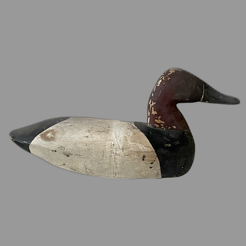 Canvasback Drake by Standley Evans | Mysite