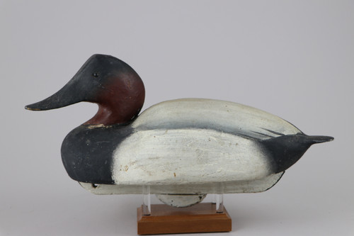 Canvasback Drake Ward Brothers Crisfield Md | Mysite