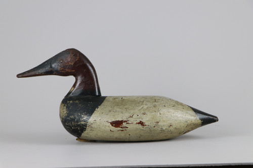 Canvasback Drake Standley Evans Elkton, Md | Mysite