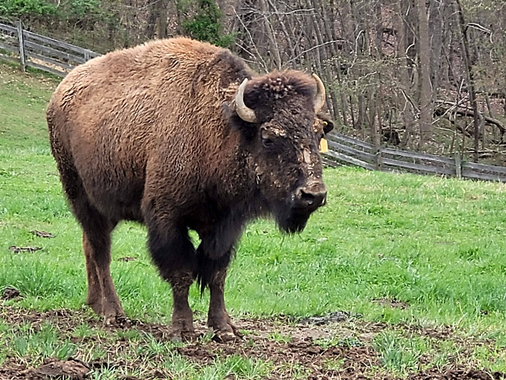 Fun Facts about Bison