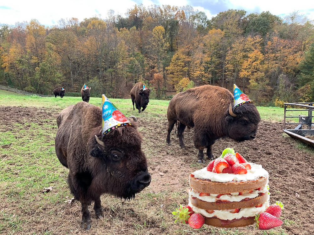 Happy National Bison Day!