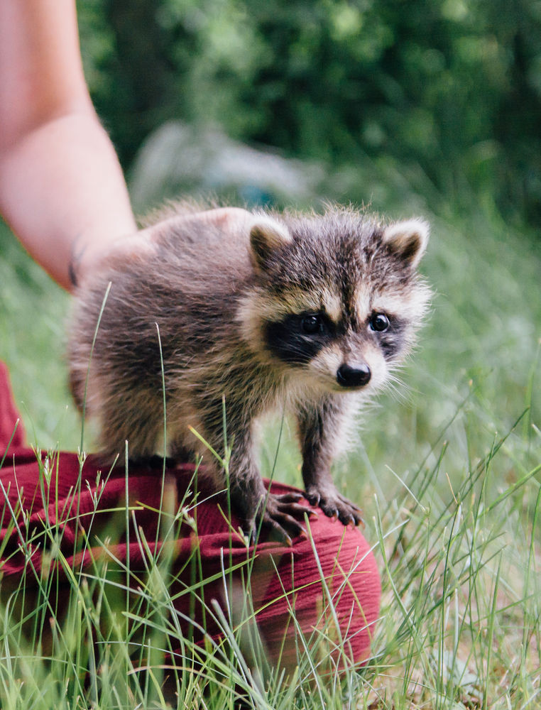 Raccoon Rescue