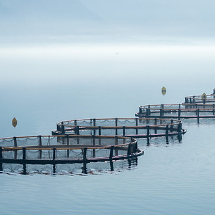 White Chlorella Ingredients | Aliga Microalgae | Hjørring