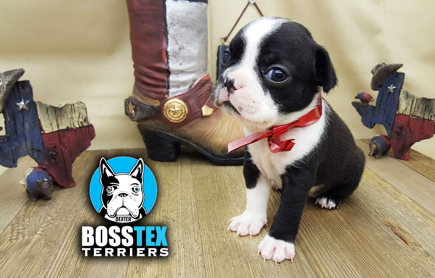 TEXAS BOSTON TERRIERS PUPPIES AVAILABLE