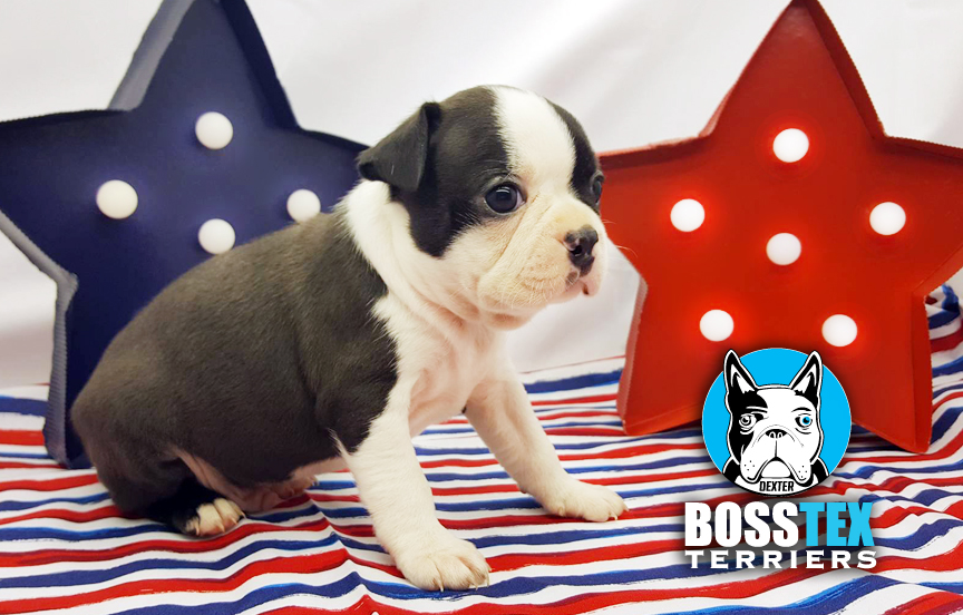 TEXAS BOSTON TERRIERS PUPPIES AVAILABLE