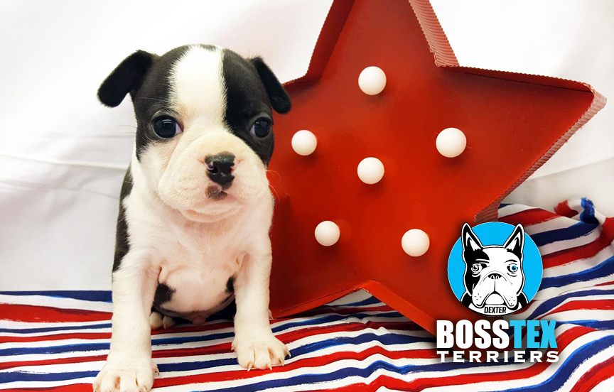 TEXAS BOSTON TERRIERS PUPPIES AVAILABLE