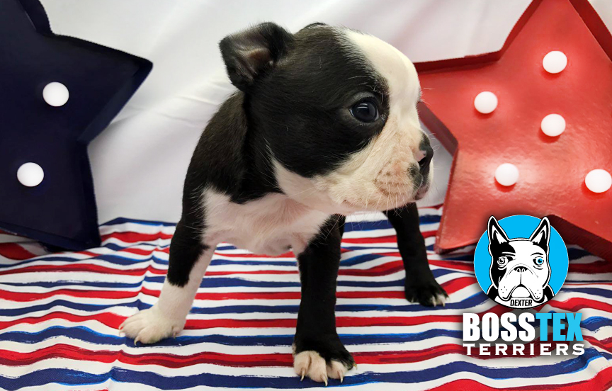TEXAS BOSTON TERRIERS PUPPIES AVAILABLE