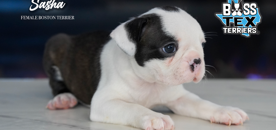 TEXAS BOSTON TERRIERS PUPPIES AVAILABLE