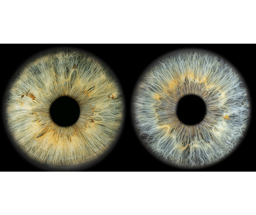 Side by Side Eyes Luster Prints | Concrete Iris