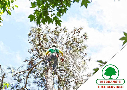 Medrano's Tree Service | Certified Arborist Tree Service | Triangle ...