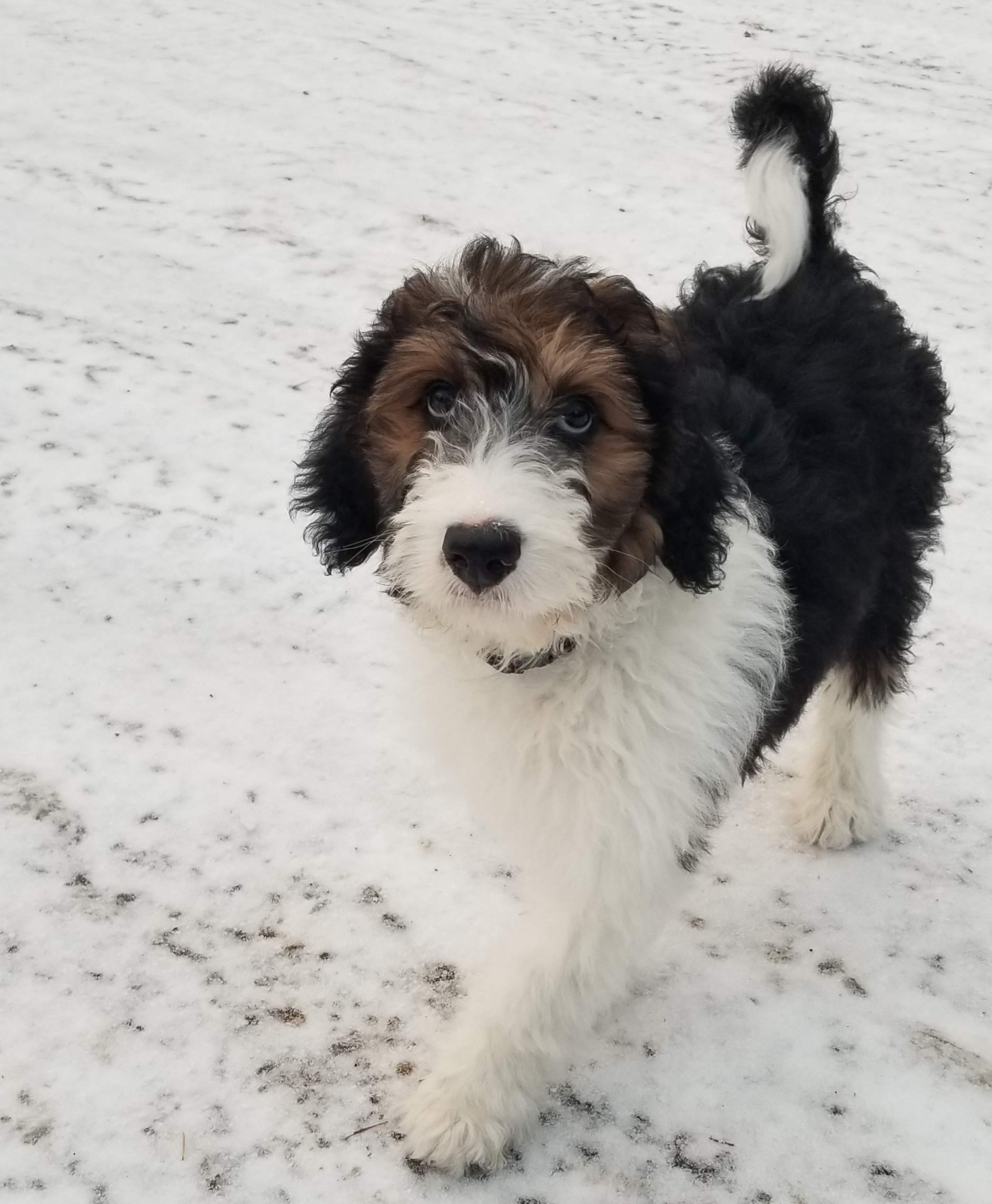 HOME | Sheepadoodles by Liz