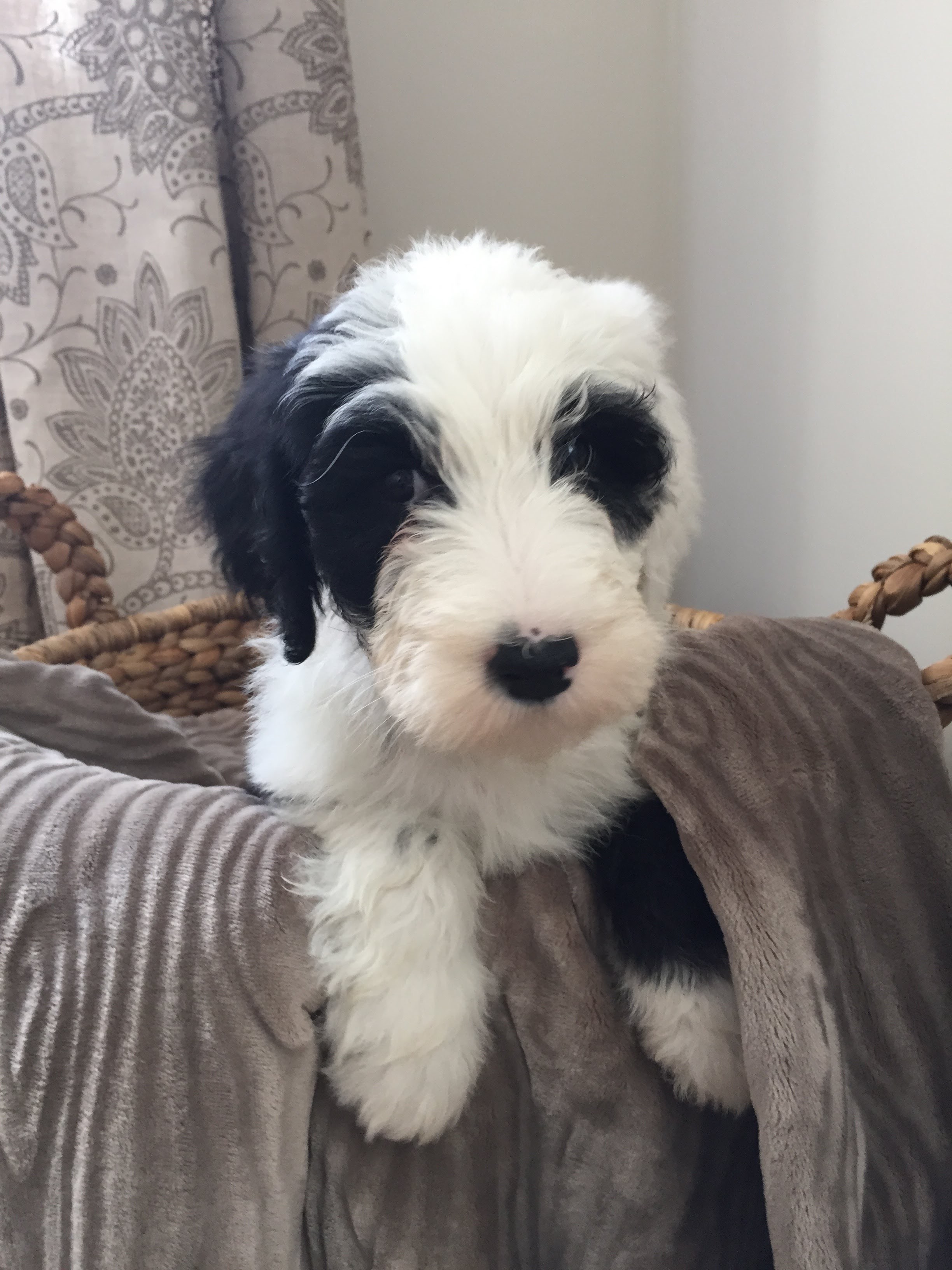 HOME | Sheepadoodles by Liz