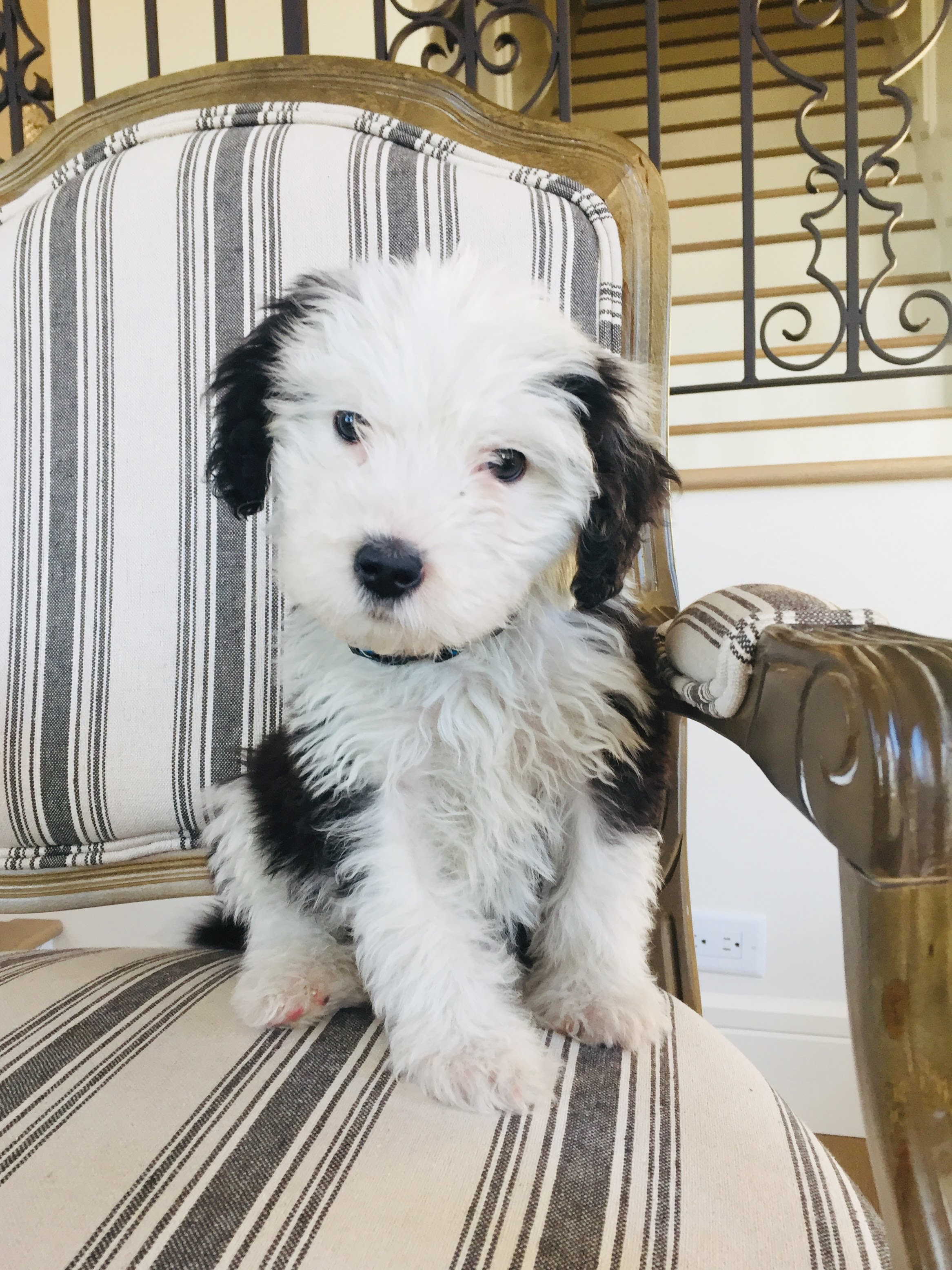 HOME | Sheepadoodles by Liz