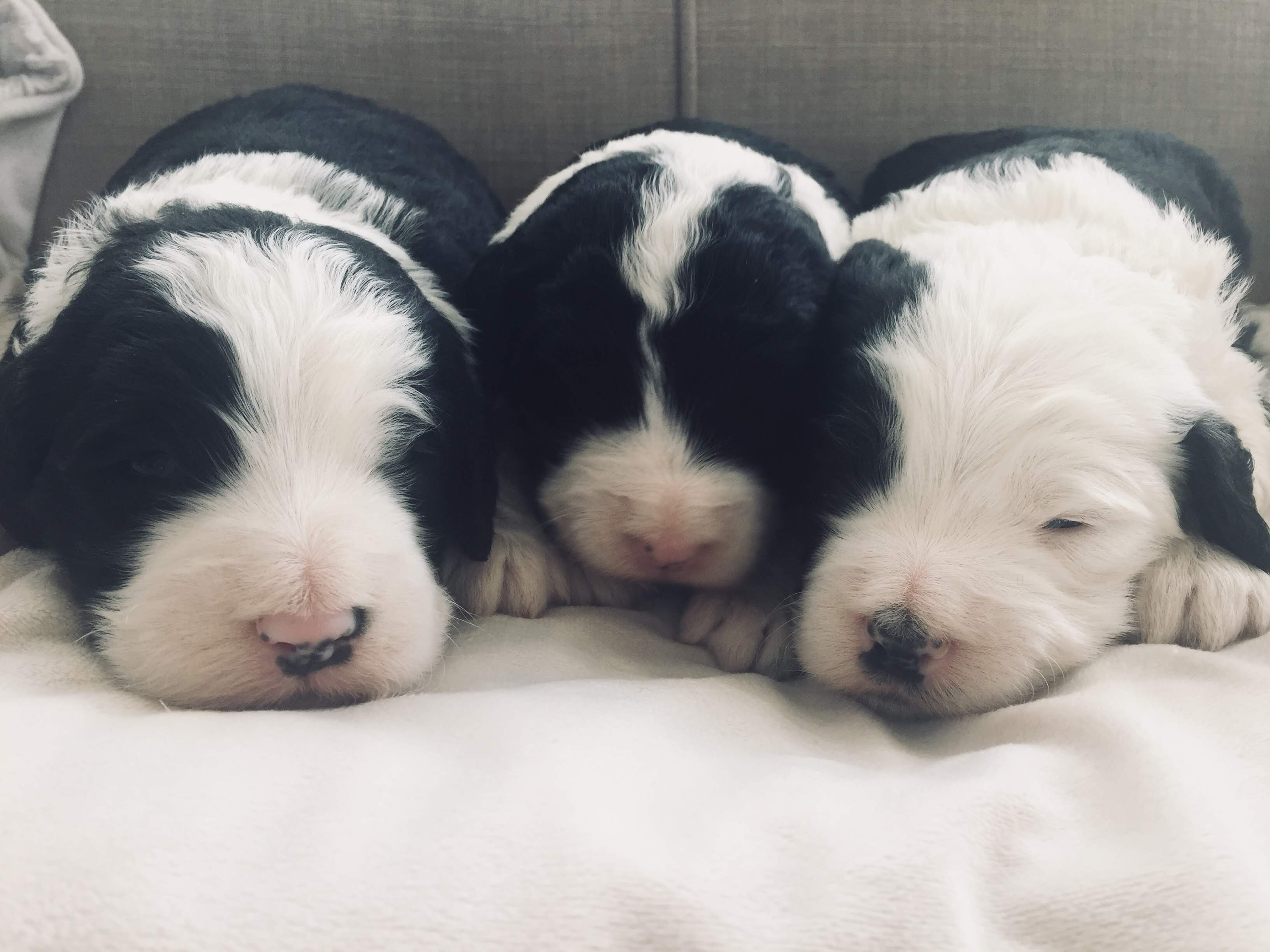 HOME | Sheepadoodles by Liz