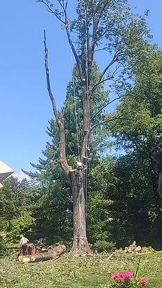 Quality Tree Service | Sam The Tree Guy LLC
