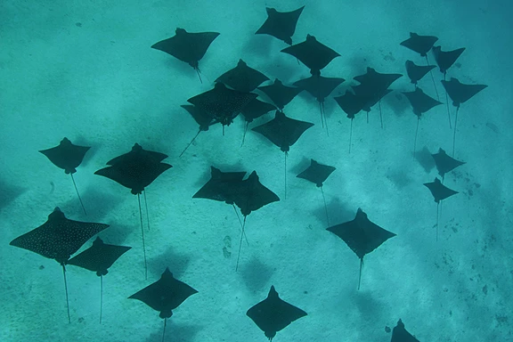 Drift Snorkeling in Avatoru Pass