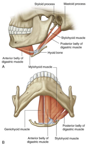 Muscles | anatomy