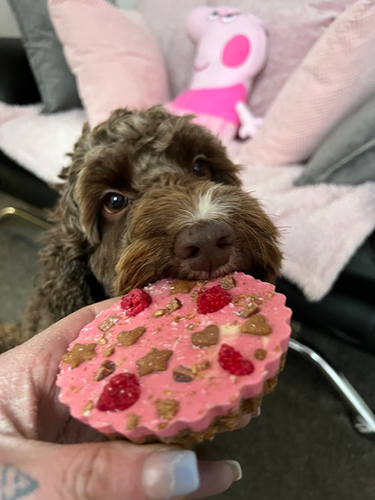 Perfect Pet Patisserie Cheesecake for Dogs | Perfect Pet Club