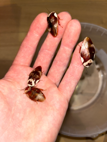 Gyna centurio | Centurion Roach | The Bug Jungle