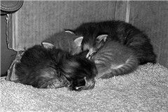 The Titanic Cat - Jenny's Story