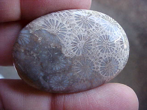 D1315 GemQz Coral Fossil AGATE Oval Cabochon INDONESIA !! | GemQuartz