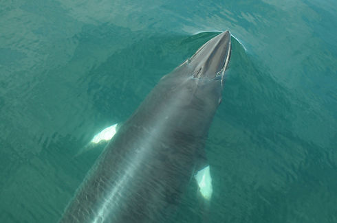 Nature Scotland | Isle of Mull Spring & Autumn Expeditions