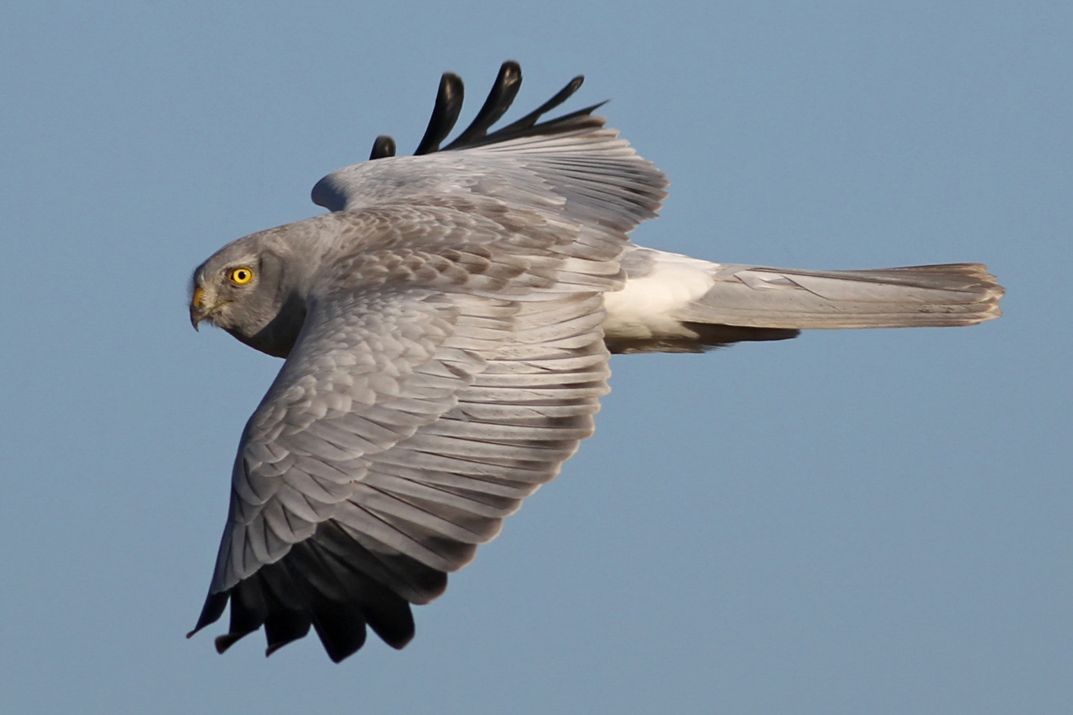 Nature Scotland | Isle of Mull Spring & Autumn Expeditions