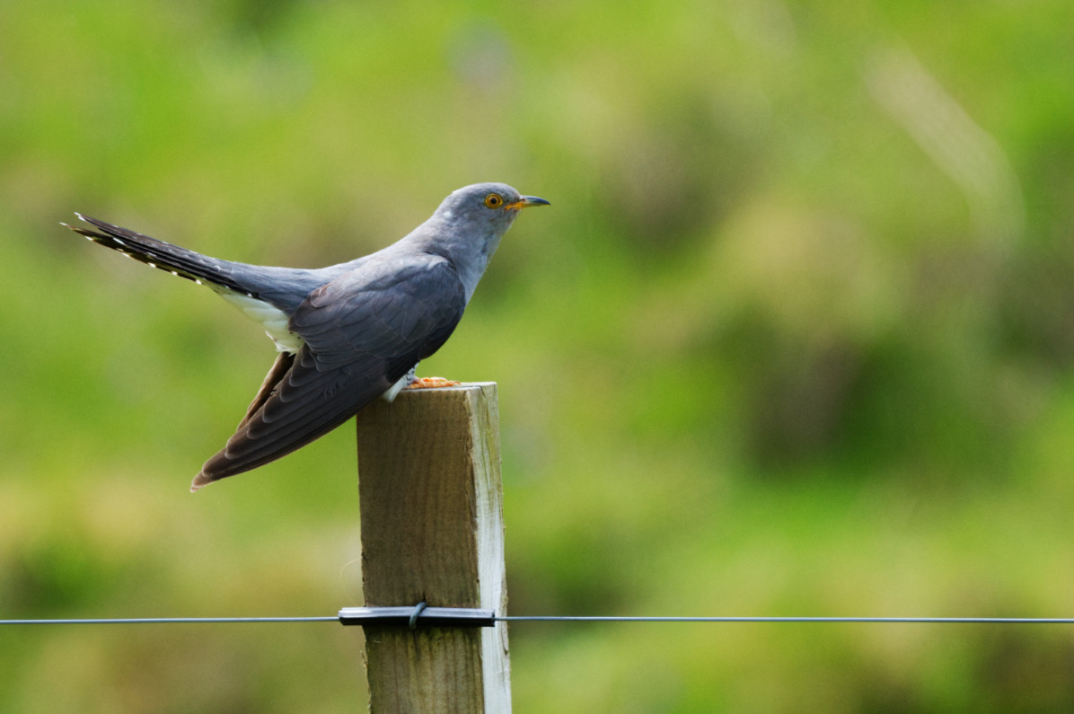 Nature Scotland | Surveys and Research