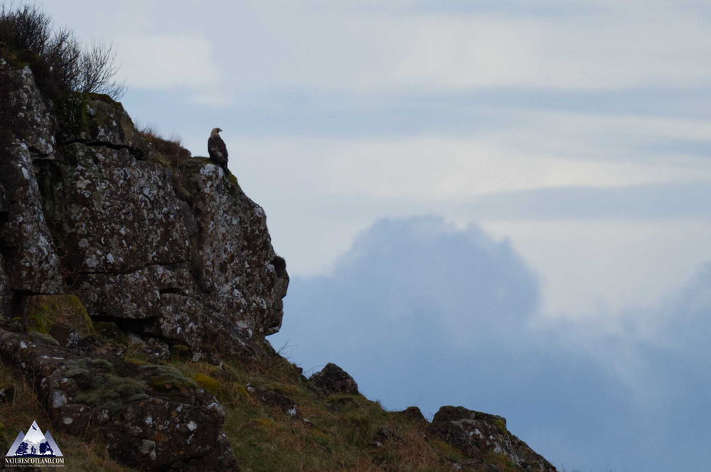 That heraldic pose...