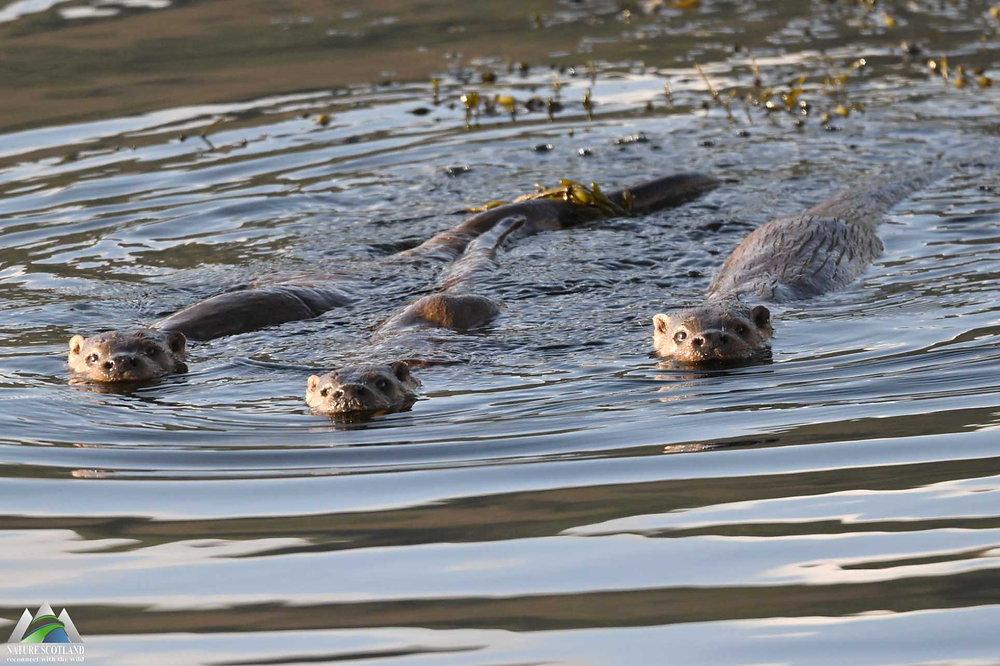 A Trio of 'water weasels'