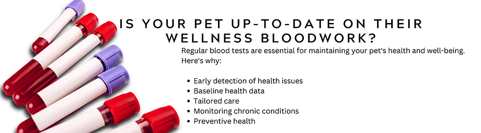 Animal Hospital | West Ridge Animal Hospital | Greeley