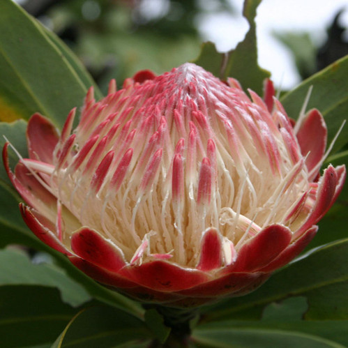 Protea - White Ruby | Ecolife Plants