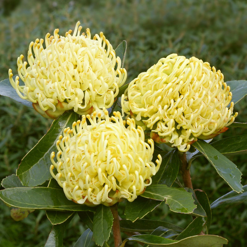 Australian Natives | Ecolife Plants