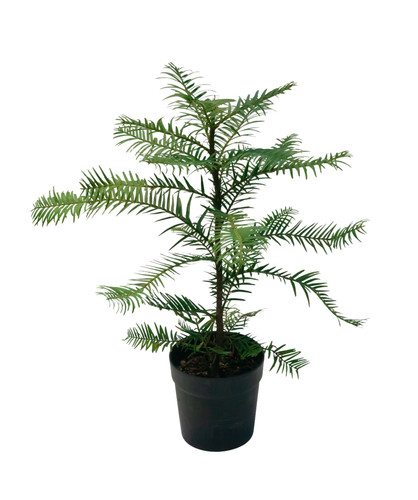 Wollemi Pine 150mm Pot | Ecolife Plants