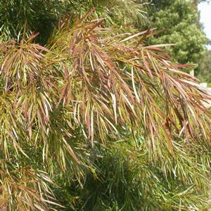 Acacia Burgundy Cascade | Ecolife Plants