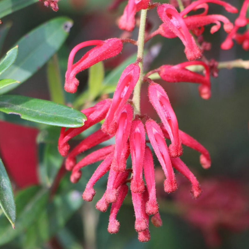 Australian Natives | Ecolife Plants