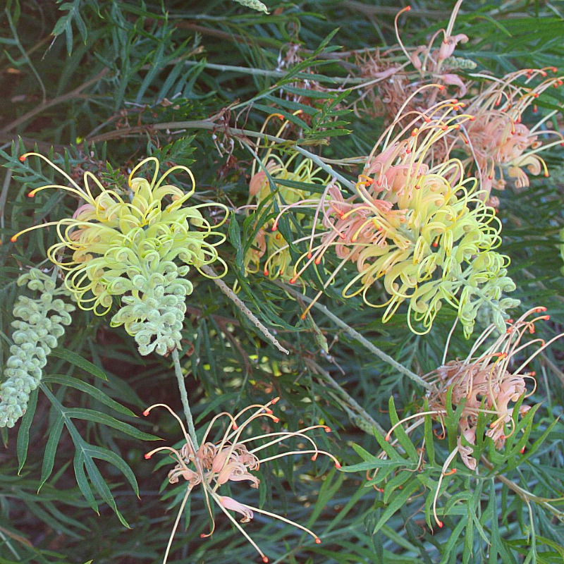Grevillea | Ecolife Plants