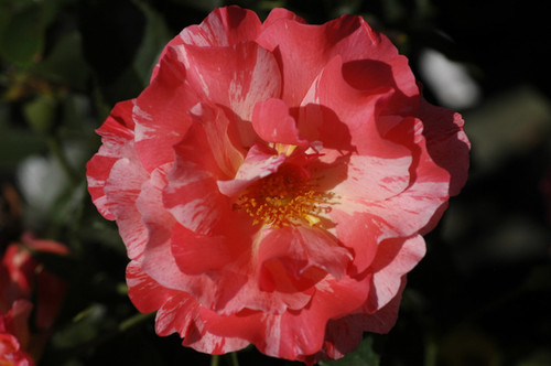 Delbard roses - Grimaldi | Ecolife Plants