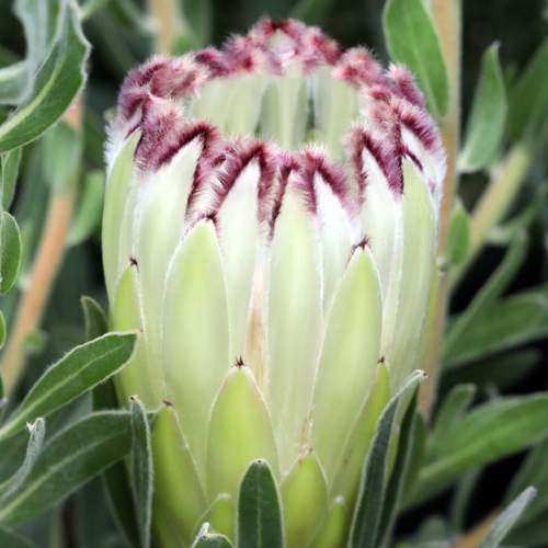 Protea Limelight | Ecolife Plants
