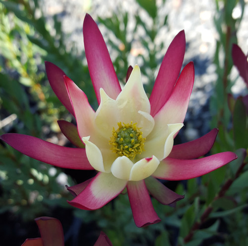 Leucadendron Amy | Ecolife Plants