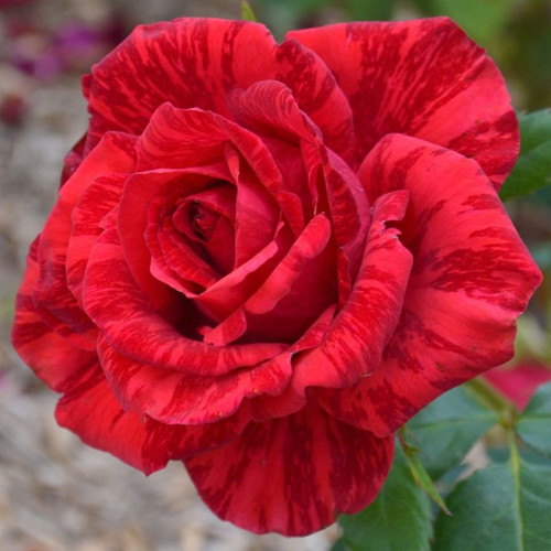 Delbard Rose - Red Intuition | Ecolife Plants