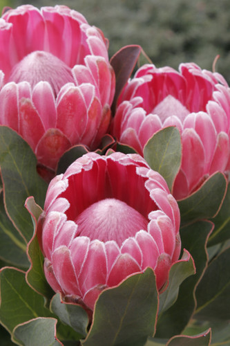 Protea - Stately | Ecolife Plants