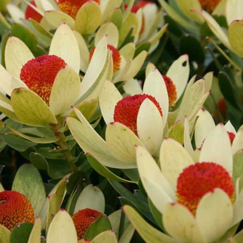 Leucadendron Summer Sun | Ecolife Plants
