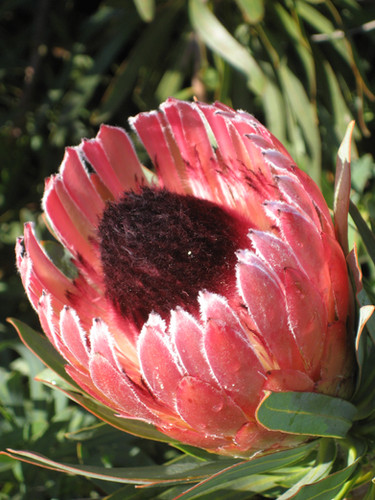 Protea - Pixie | Ecolife Plants